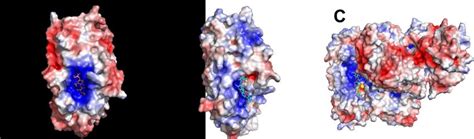 Electrostatic Surface Representation Of Pl6 Alginate Lyases A Alyf In