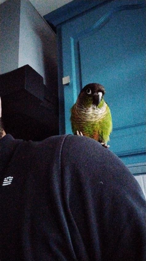 Prendre Son Oiseau En Week End Roiseaux