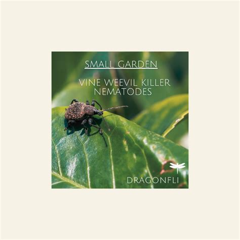 Small Garden Vine Weevil Killer Nematodes Dragonfli
