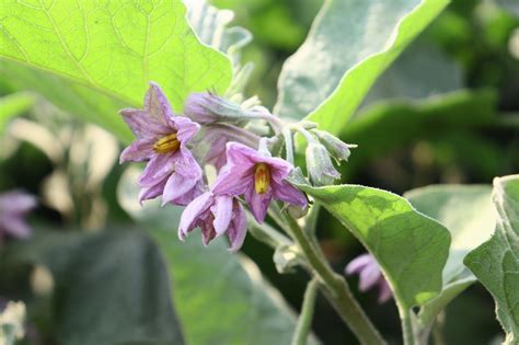 Bagen Warzywo Jedzenie - Darmowe zdjęcie na Pixabay - Pixabay