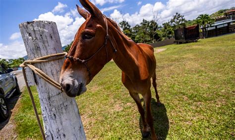 Conoce A “junqueño” El Mulo De Los Mulos De Juncos En El Béisbol Doble
