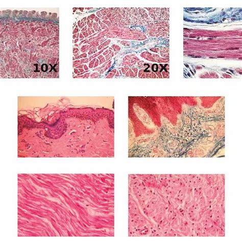 Visual Variability In Histology Images 2 First Row Shows Variability Download Scientific