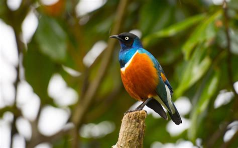 Tanzanias Birdwatching Paradise A Guide For Avian Enthusiasts
