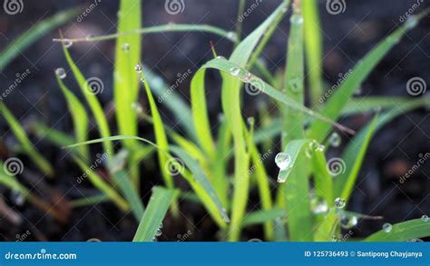 Grass Closeup With Dew On Green Grass Stock Image Image Of Bright Drops 125736493