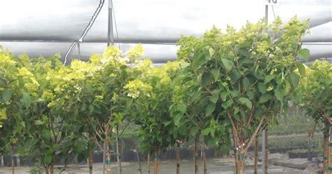 Recent Plant Photos At Western Tree Nursery Hydrangea Paniculata Phantom Tree Form In 15