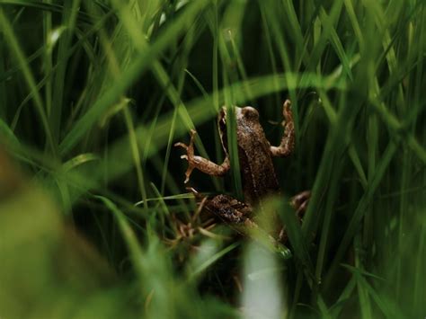 Premium Photo Close Up Of Lizard On Grass