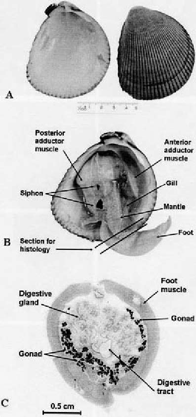 A Shell Appearance B Gross Anatomy C Cross Section Of The Cockle