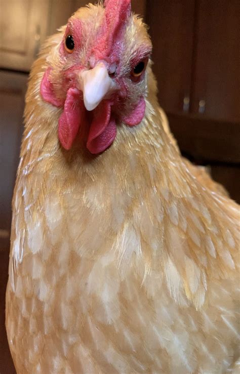 Pet Hens Cute Animals Videos Animal Aesthetic Funny Animal Pics Pet