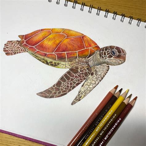 Sea Turtle In Colour Kara Jayne Art And Design Step By Step