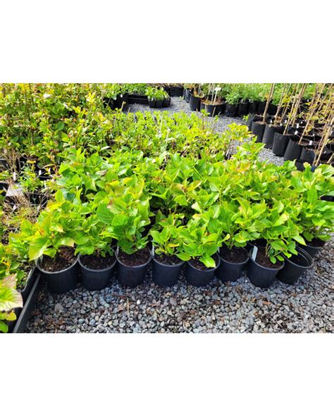 Hydrangea Nightingale Mercervale Daffodils And Nursery