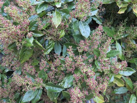 Aucuba Japonica Trees And Shrubs Online