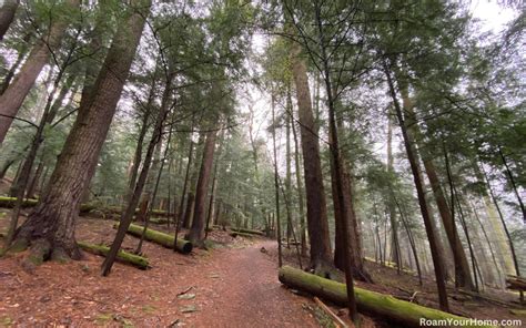 Hike Through Pas Oldest Trees At Cook Forest State Park Roam Your Home