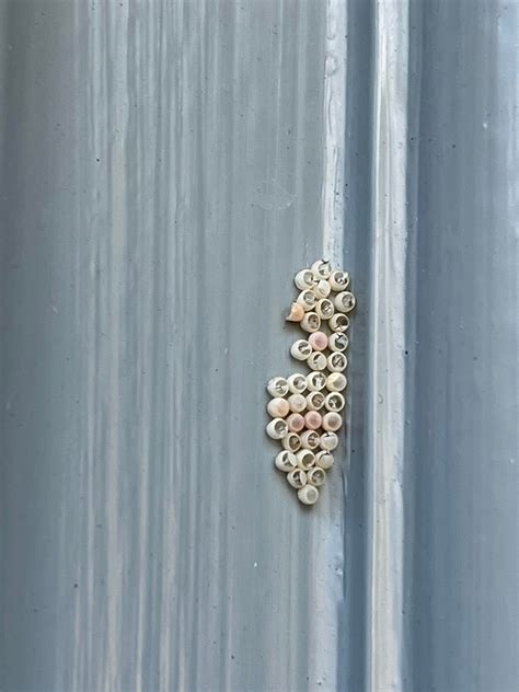 Found These Tiny Eggs On My Front Door On The Outside Who Lays These Eggs R Biology