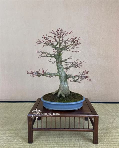Japanese Red Maple Deshojo Bonsai Guide