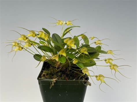 Masdevallia Nidifica Alba Orchidweb