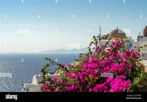 Colorful Bougainvillea Flowers With White Traditional Buildings And