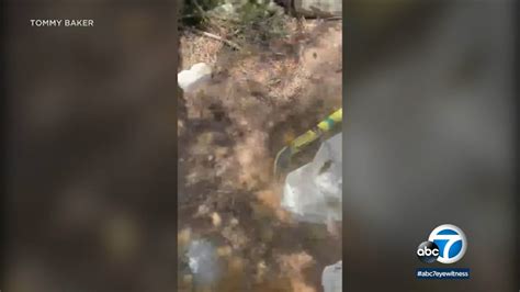 Bee Attack Caught On Camera Bee Swarm Attacks Riverside County Ca
