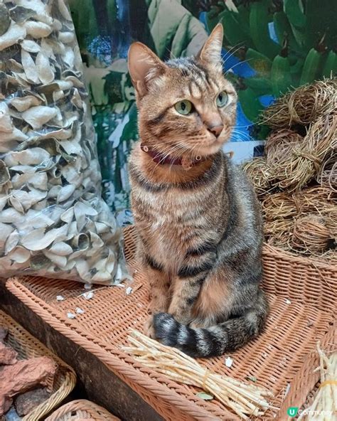 Cute U Community 社群平台