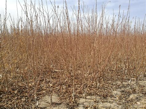 桃是什么季节的？不同地区桃树种植技术详解 一亩田