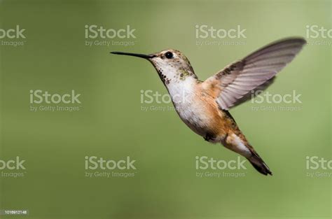 Adorable Little Rufous Hummingbird Hovering In Flight Deep In The