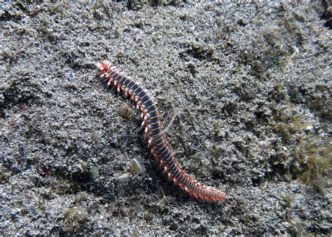 Fire Worm How And What Is It