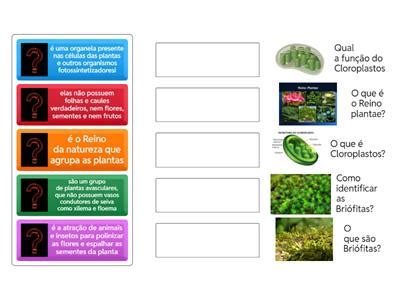 Reino Plantae Recursos De Ensino