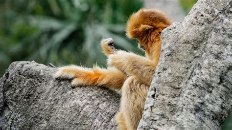 Golden Monkey Stand Wildlife Powerpoint Background For Free Download