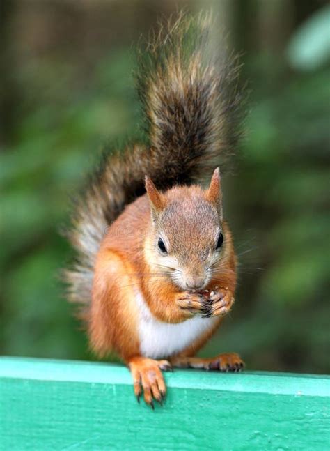 Squirrel Eating A Nut Stock Image Image Of Closeup Curious 32753389