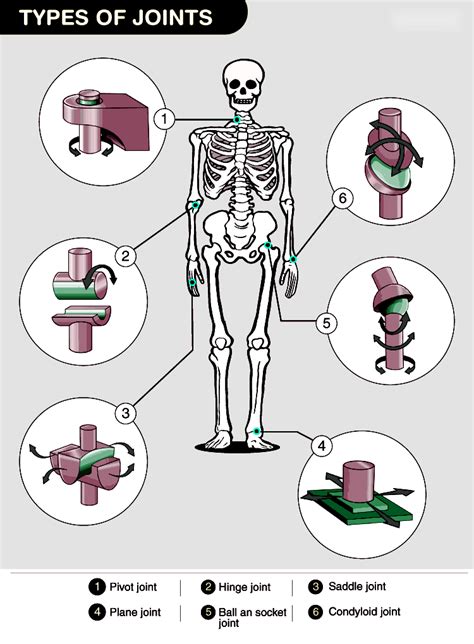 Types Of Joints In The Human Body
