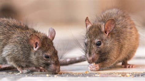 ¿cómo Ahuyentar Ratas Con Repelentes Naturales