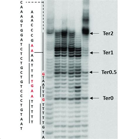 Taq Polymerase Stop Assay On Hiv 1 Cts Sequence Analysis Was Download Scientific Diagram