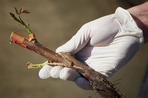 پیوند درخت گردو روش های پیوند درخت گردو نهالستان سرو طلایی