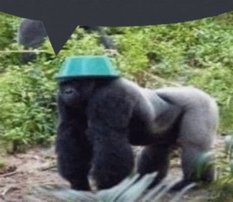 Gorilla Hat  Gorilla Hat Speech Bubble Discover And Share S
