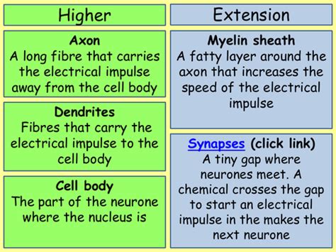 Nervous System And Coordianted Response 2 Lesson Bundle Teaching