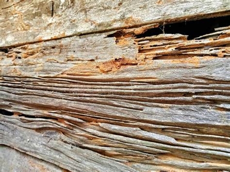 Closeup Old Wooden Wall Damaged By Termite Stock Image Image Of
