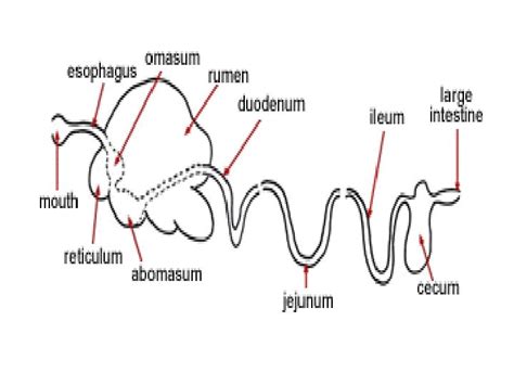 Digestive Tract In Ruminants Ruminants Reticulum Rumen Omasum