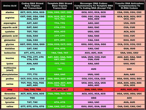 Dna Codon Table Cabinets Matttroy