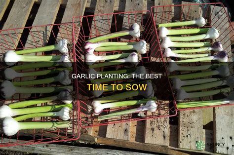 Garlic Planting The Best Time To Sow Shuncy