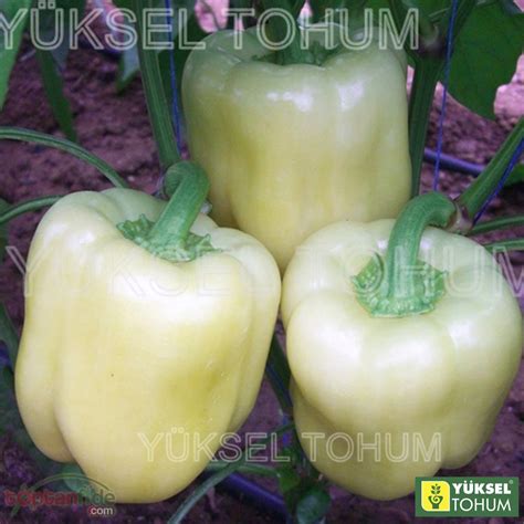 Cila F1 Krem Macar Dolma Biberi Fidesi Fiyatı