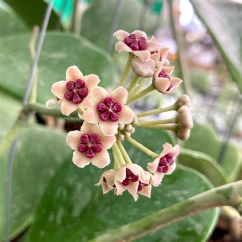 Hoya Kerrii Splash Floraria Secret Garden Sg