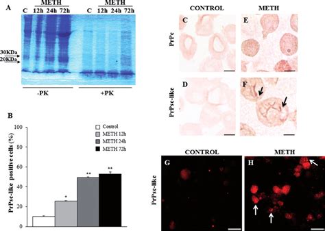 In Pc12 Cells Meth Increases Expression Of Prpc And Induces Prpsc Like Download Scientific