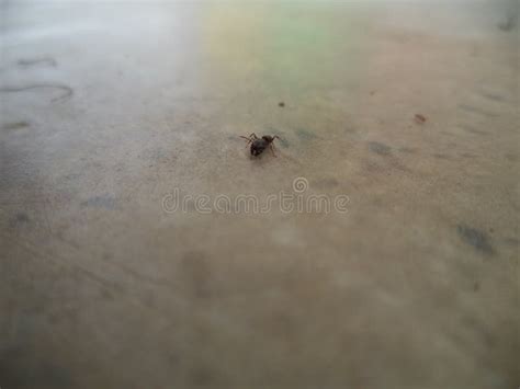 Small Ant Photo On Skin Colour Tile With Clear Background Editorial