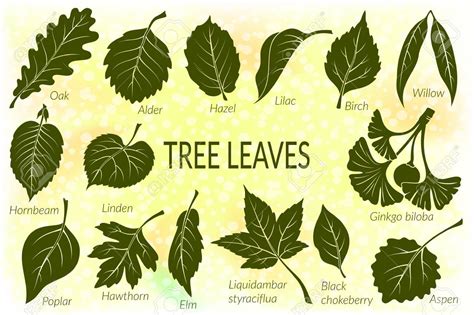 Poplar Leaf Types At Carletta Porter Blog