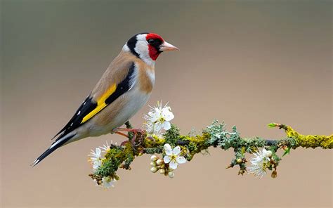 [1000 ] Bird Wallpapers