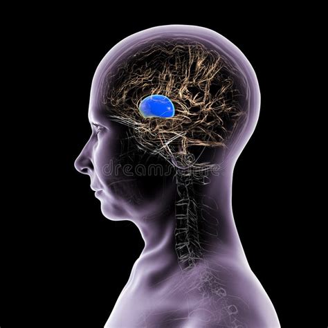 Human Brain With Highlighted Putamen A Key Basal Ganglia Structure