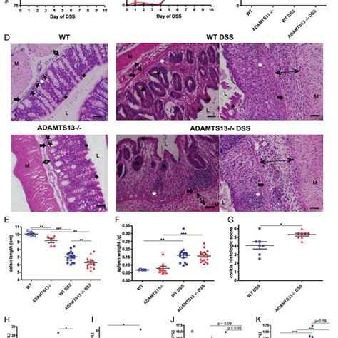 Elevated Vwf Staining Was Seen In Human Colitis Colon Tissue A Human