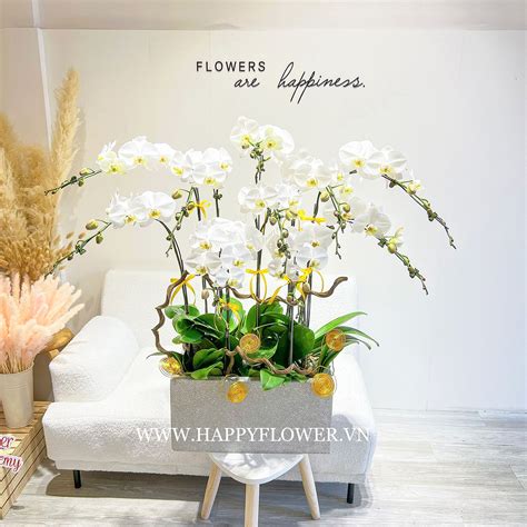 ChẬu Lan HỒ ĐiỆp 10 CÀnh Lan Trắng ChẬu ĐÁ XÁm ChỮ NhẬt Happy Flower