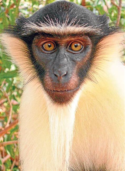 La Usfq Y Otras Instituciones Diseñaron Un Amplio Plan De Acción Para La Conservación De Los