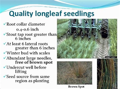 Pine Silviculture Site Preparation And Planting Longleaf Pine