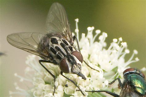 Graphomya Maculata G Minor Gefleckte Hausfliege Insects